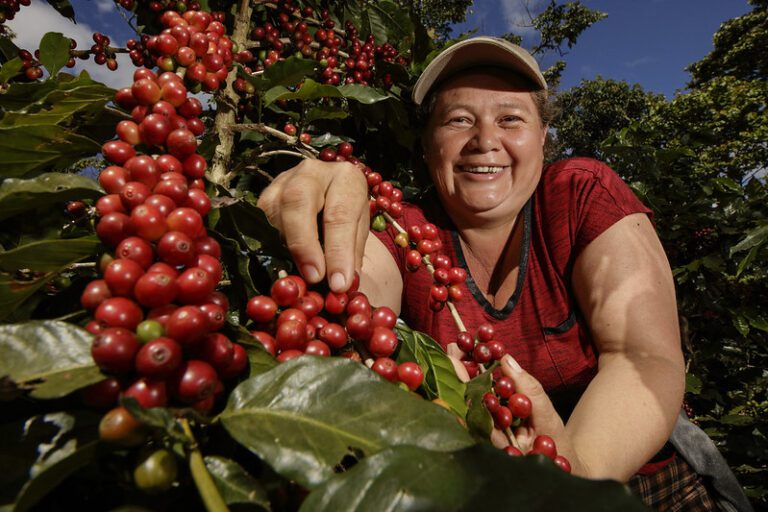 El Salvador Coffee: Exploring the Rich Flavors and Heritage of a Coffee ...