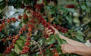 Exploring El Salvador’s Coffee Route: A Journey Through Mountains ...